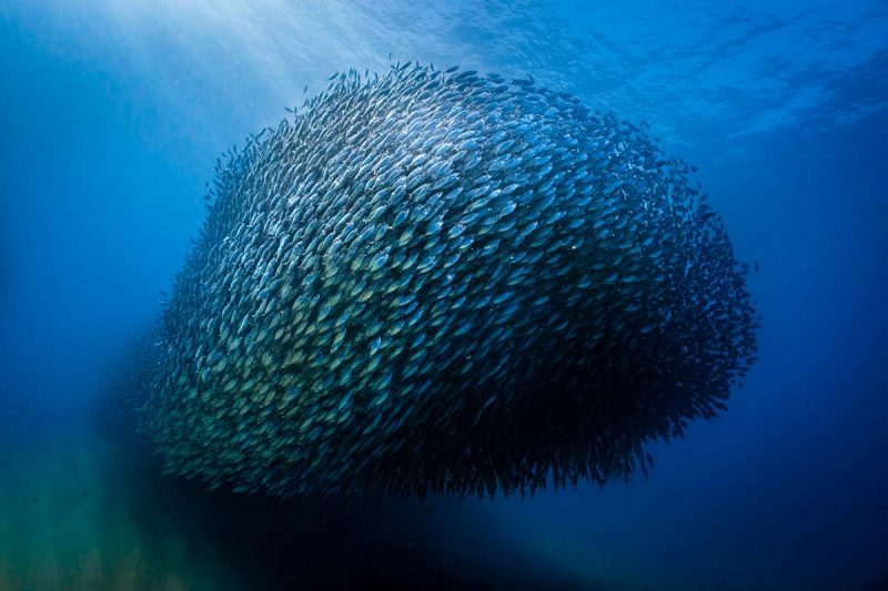 Marine Life Los Cabos - Baja Dive Guide