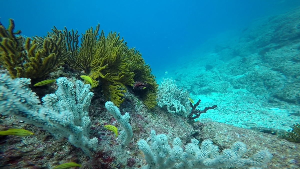 Coral forests of Loreto - Baja Dive Guide